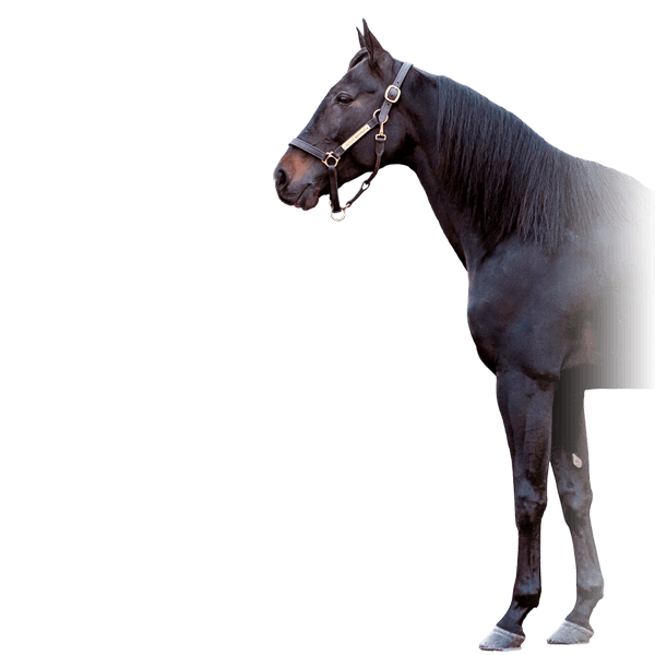 Broline International AB - Broline International