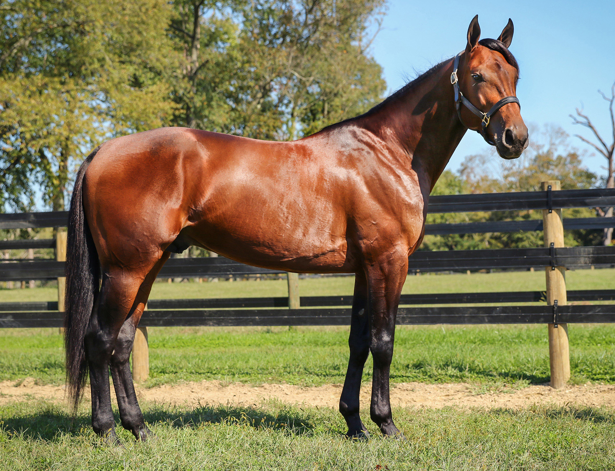 Justice - Broline International