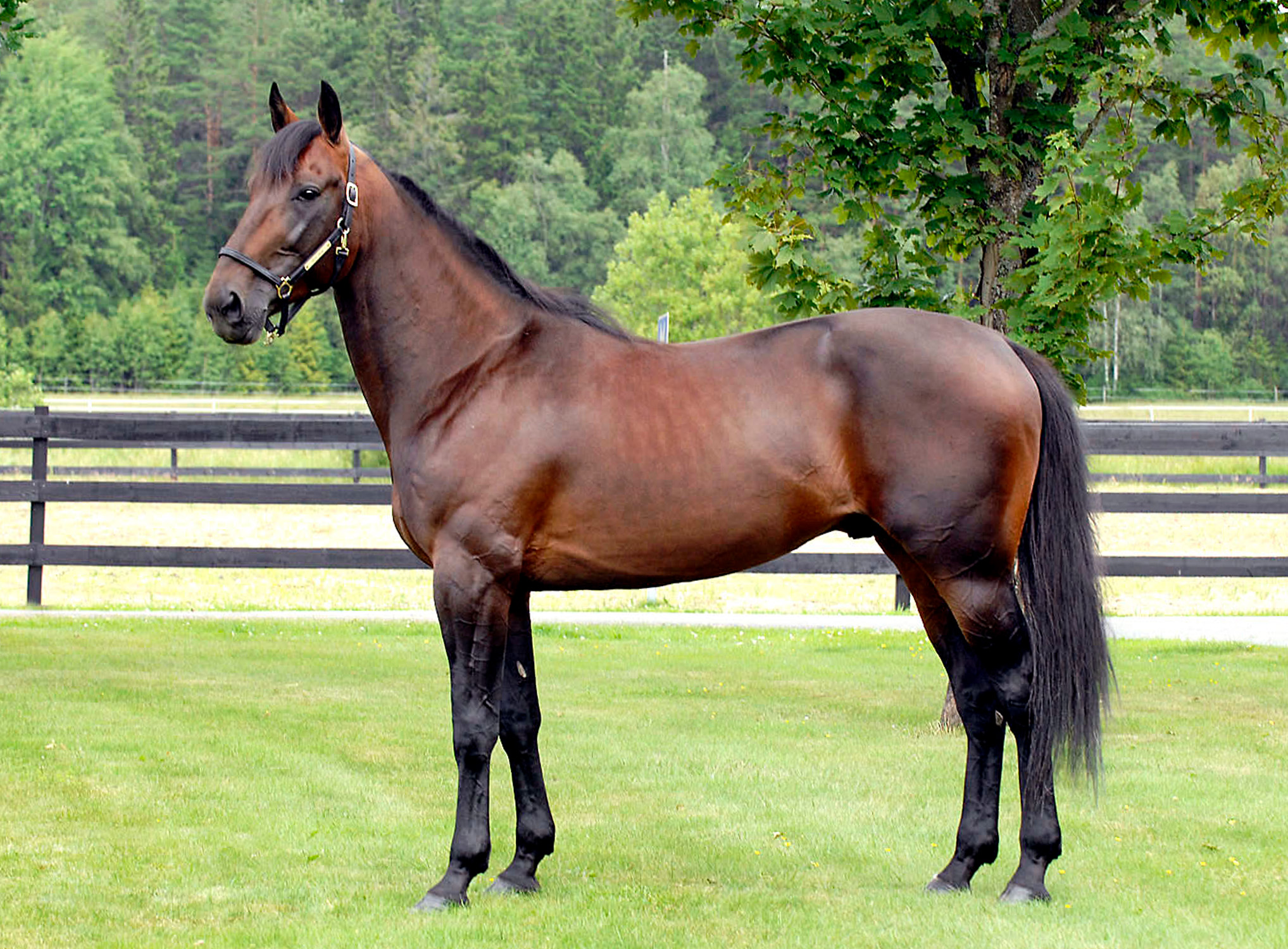 Quite Easy - Broline International