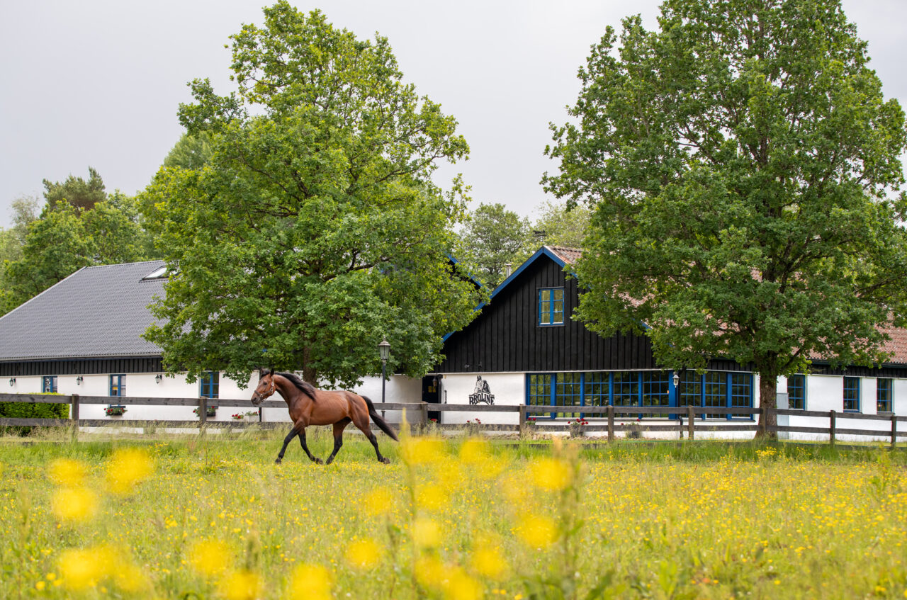 Om oss - Broline International