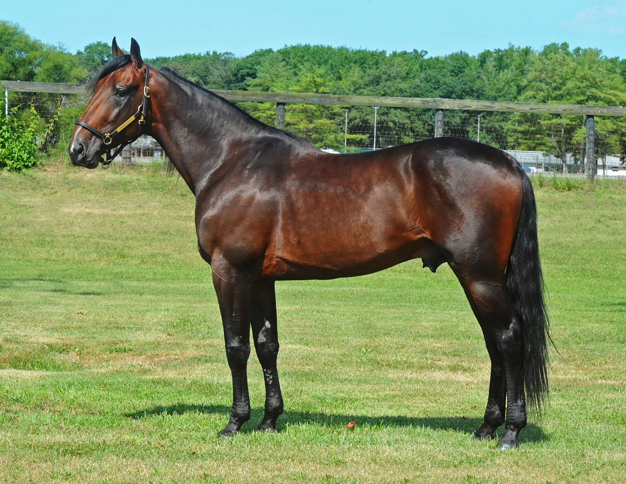 Venerate - Broline International